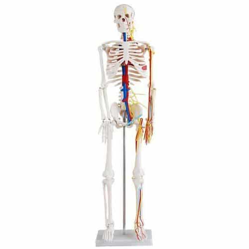 Choosing the Right Anatomical Model - Buying Guides MedicalExpo
